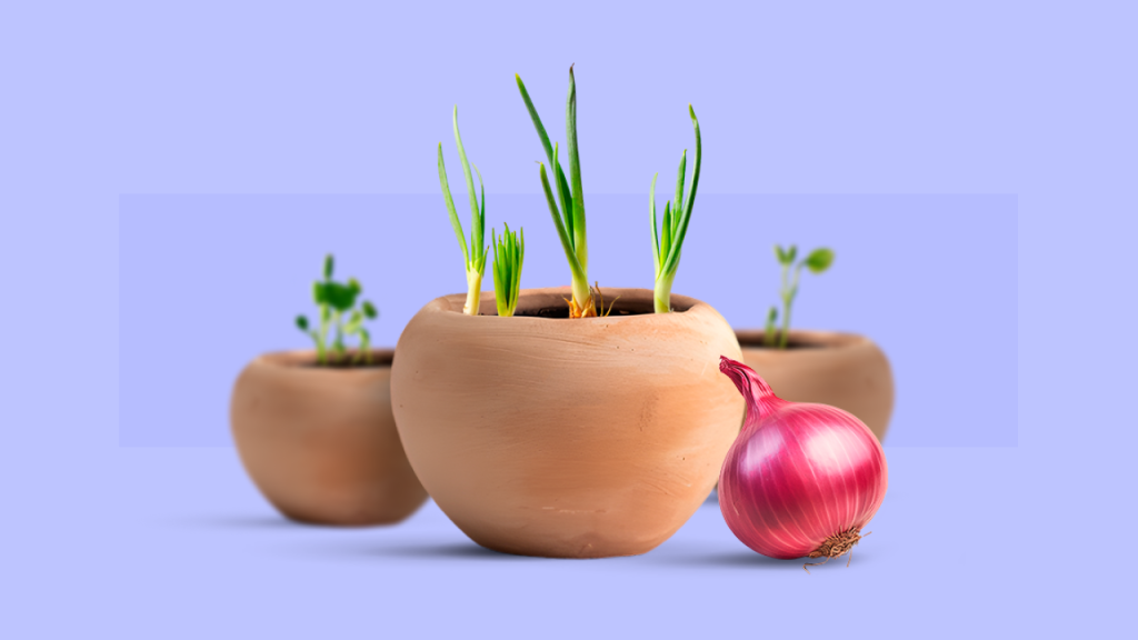 Когда и как сажать лук – Журнал Едадила